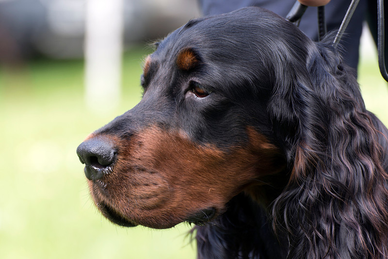 Paul Dodd Photography | British Gordon Setter Club Open Show - 02 June 2018