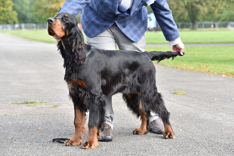 Paul Dodd Photography | British Gordon Setter Club Championship Show ...